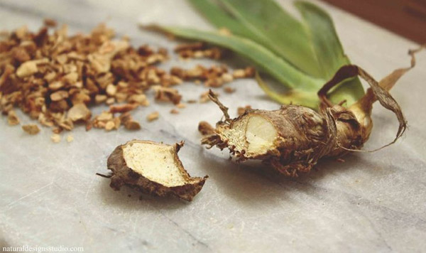 A Greek And Unani Herbal: Iris Root