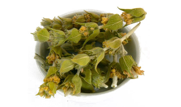 A Greek And Unani Herbal: Mountain Tea